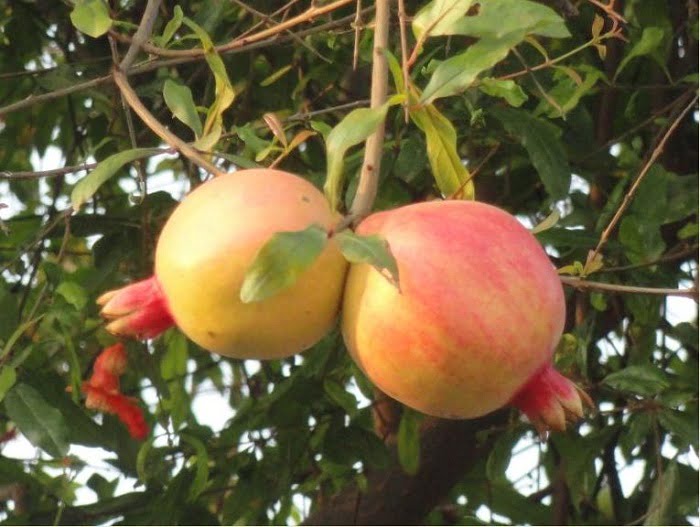 अनार एक स्वास्थ्यवर्धक फल - Uttarakhand Samachar