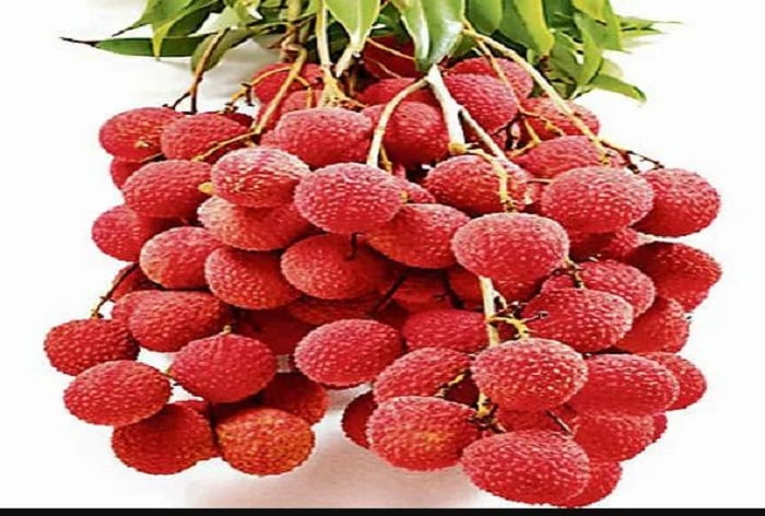 कभी लीची के लिए पहचान रखने वाले दून में अब घटते जा रहे बगीचे ...